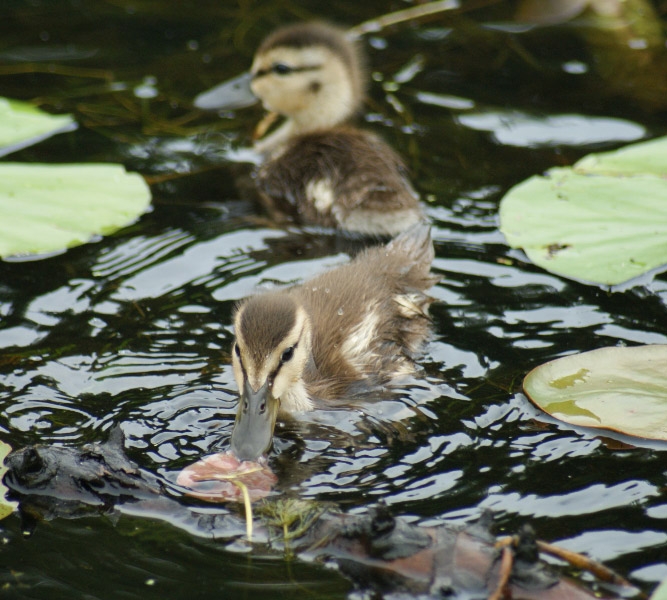 City of Maplewood – Nature Center Events – Friends of Maplewood Nature