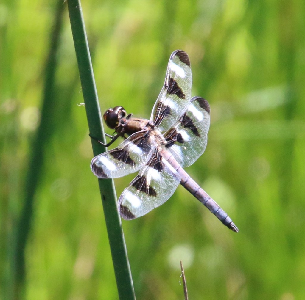 City of Maplewood – Nature Center Events – Friends of Maplewood Nature